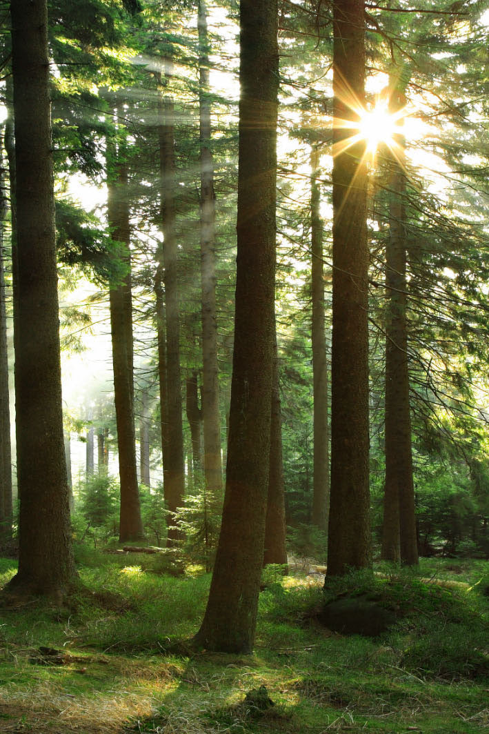 magic forest wallpaper iphone